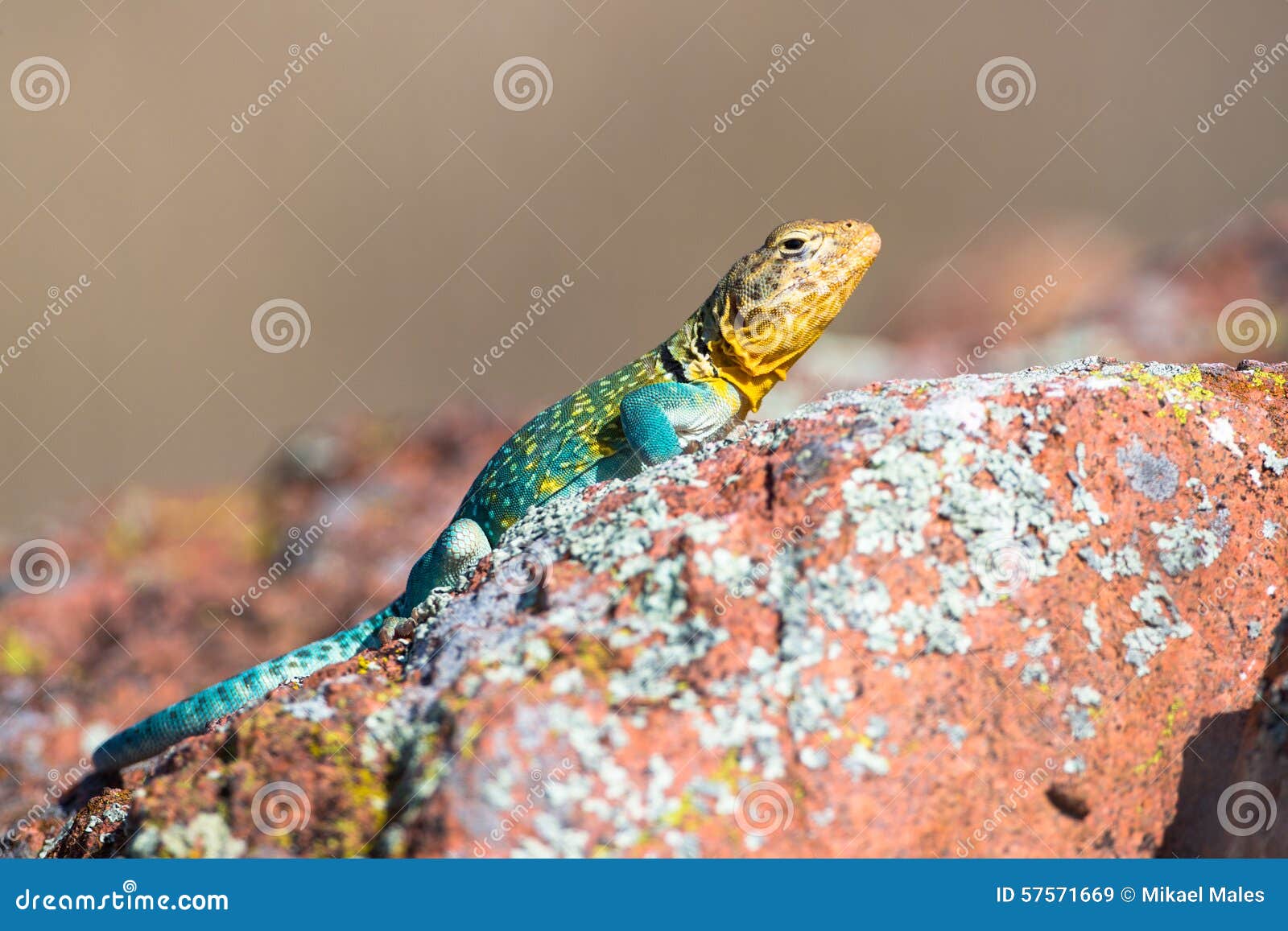 Eastern Collared Lizard Basking in Sun Stock Image - Image of standing ...