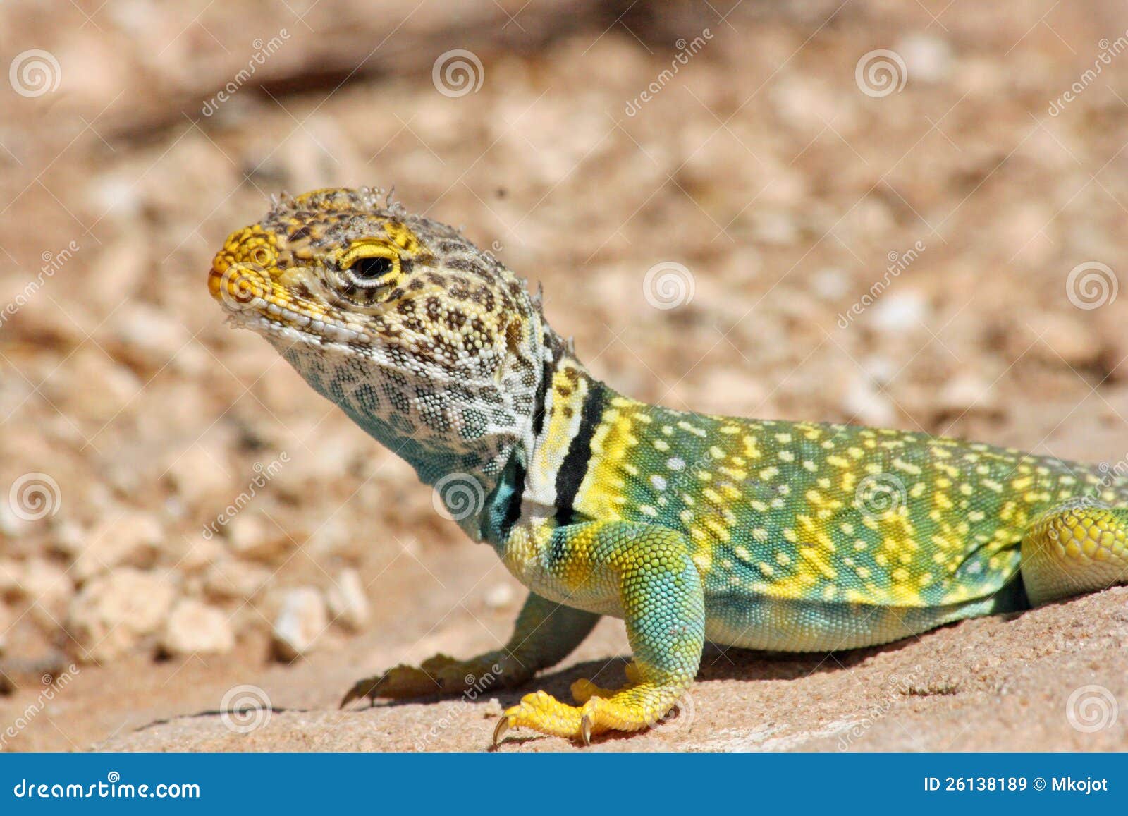 Eastern Collared Lizard-Crotaphytus Collaris Stock Image - Image of ...