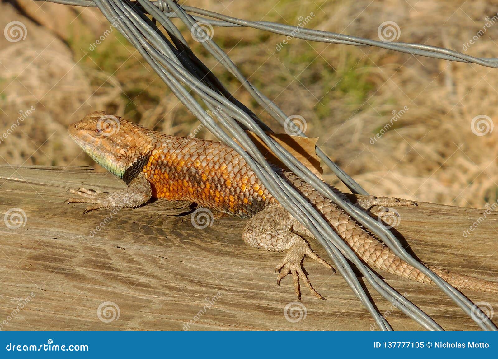 Desert Spiny Lizard on a Fence Rail Stock Image - Image of monument ...