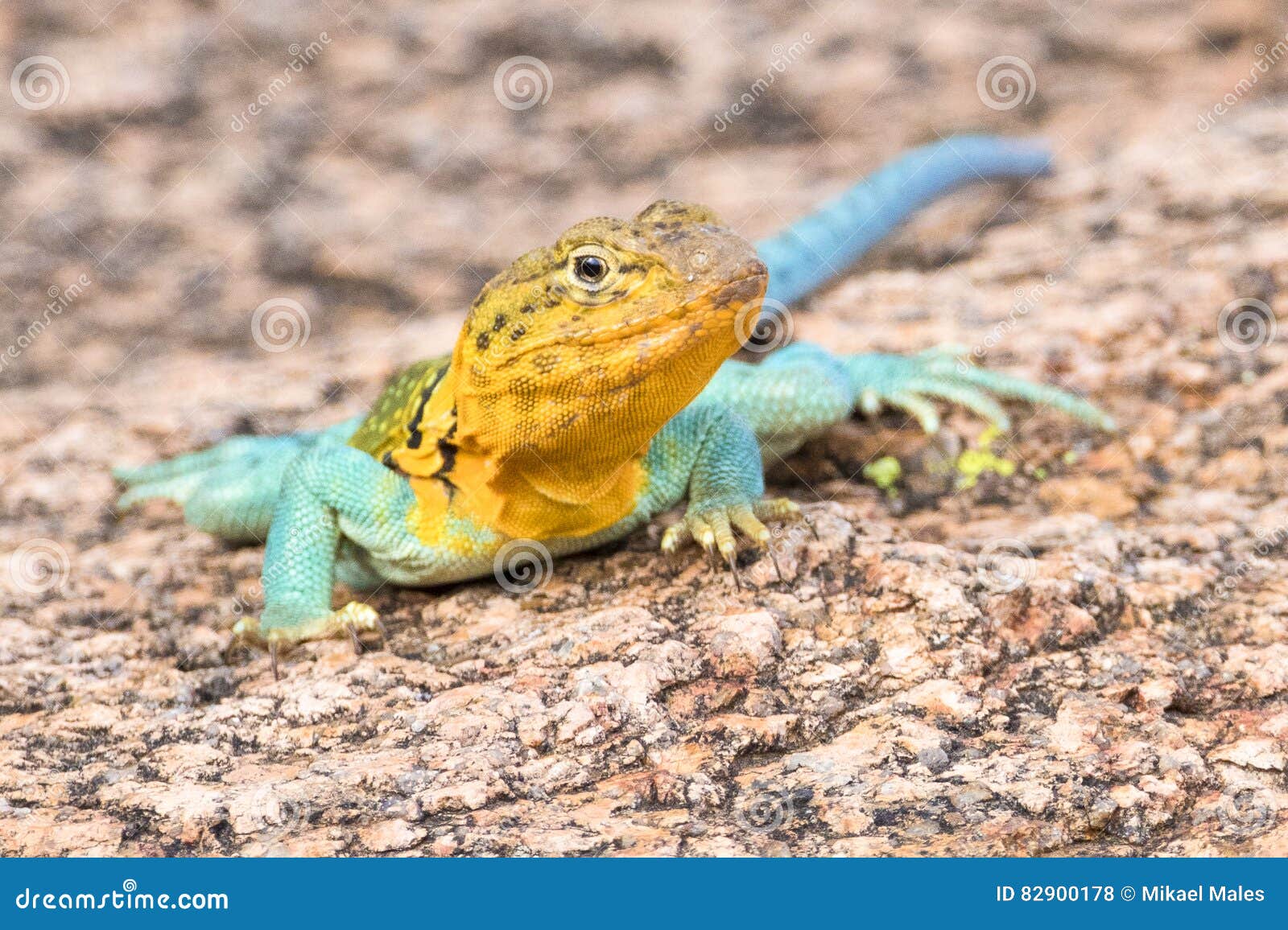 Eastern collared lizard stock photo. Image of mountain - 82900178
