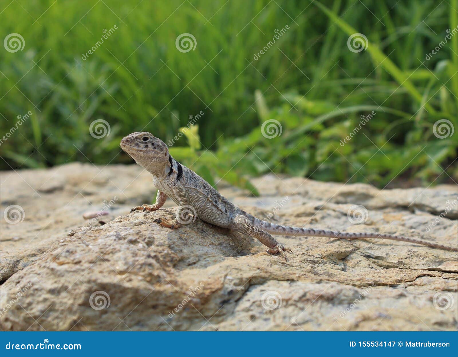 Eastern Collared Lizard Poses for Photo Stock Image - Image of ...
