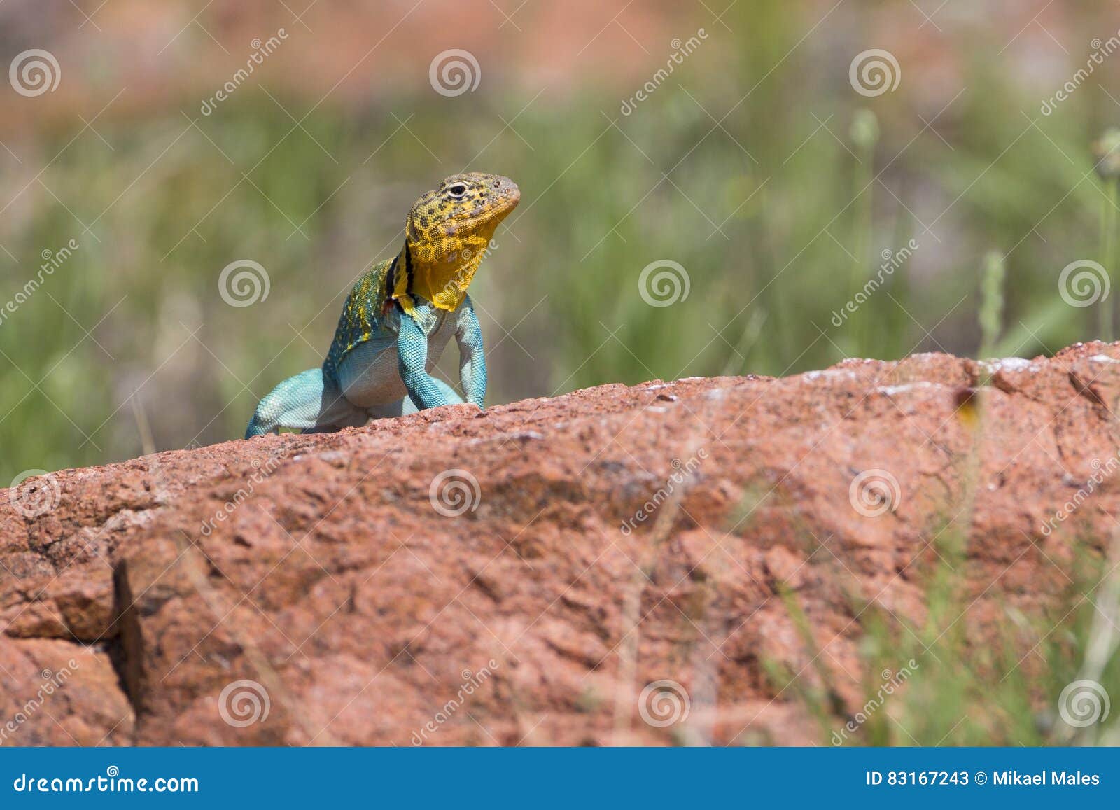 Eastern Collared Lizard on Red Rock Stock Image - Image of state ...