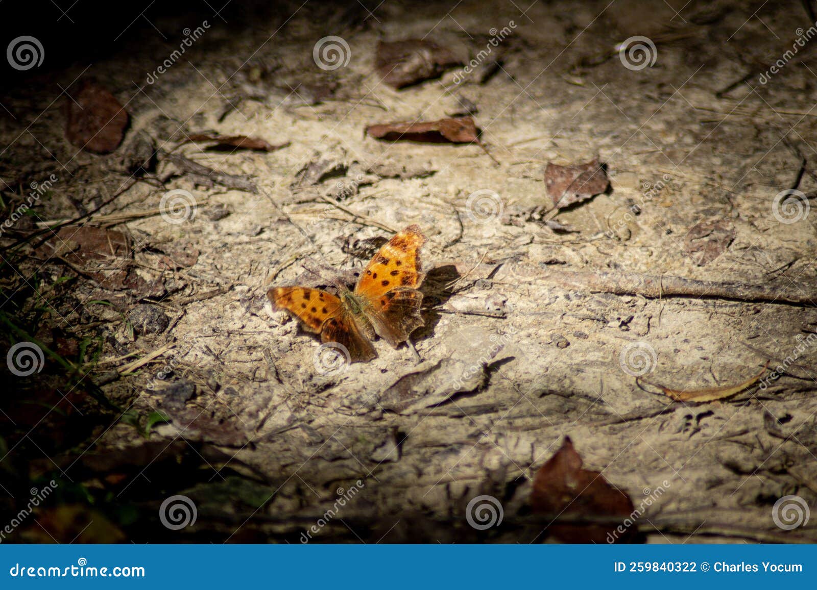 Eastern Comma Butterfly stock photo. Image of soil, flower - 259840322
