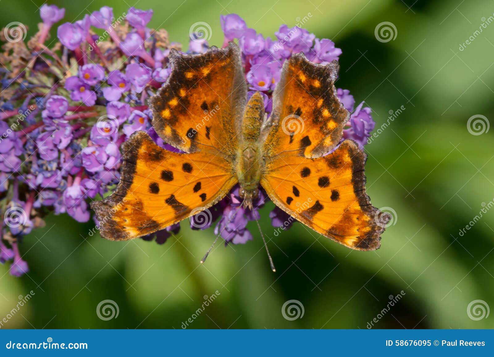 Eastern Comma Butterfly - Polygonia Comma Stock Image - Image of ...