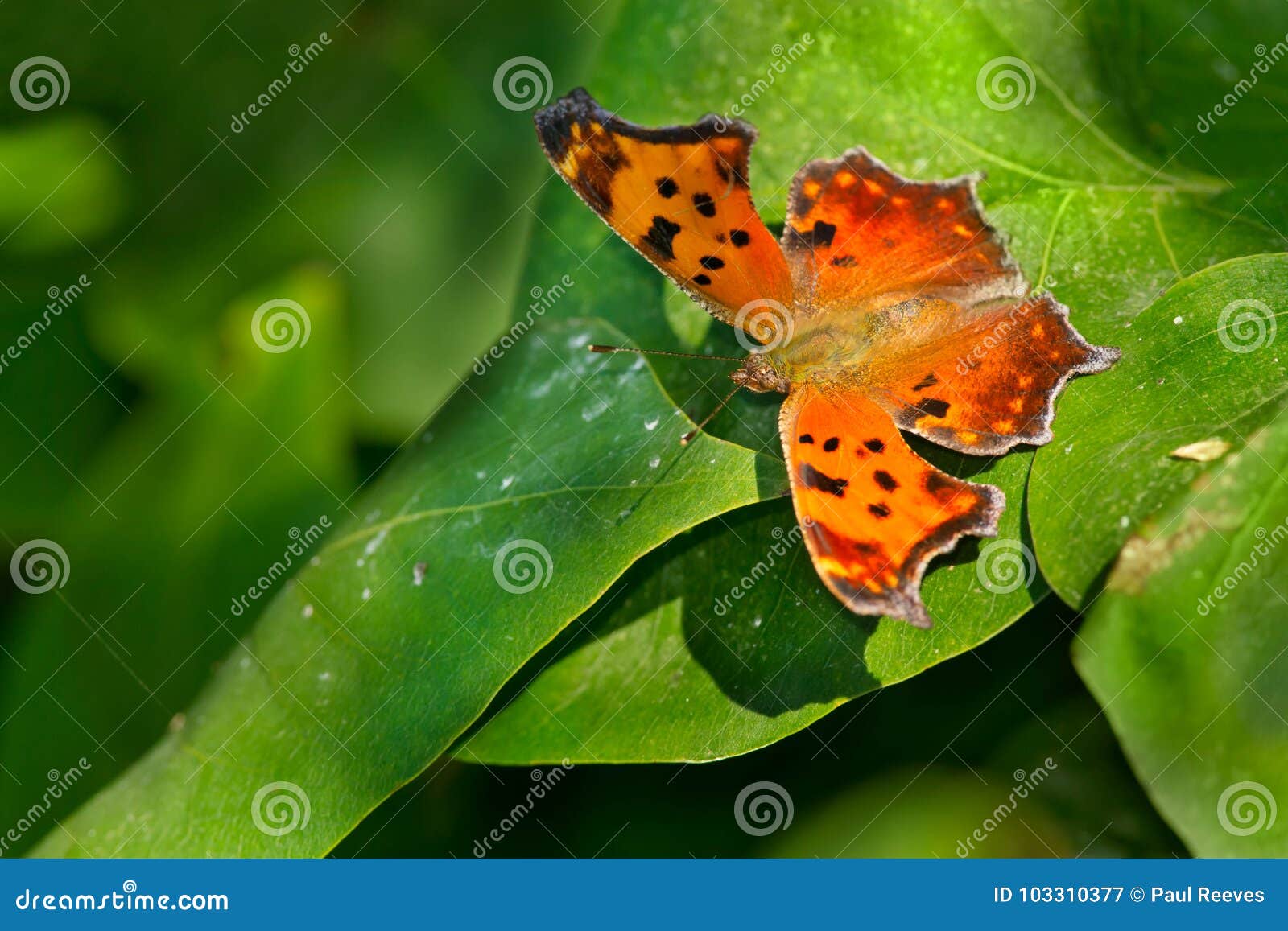 Eastern Comma Butterfly - Polygonia Comma Stock Image - Image of ...