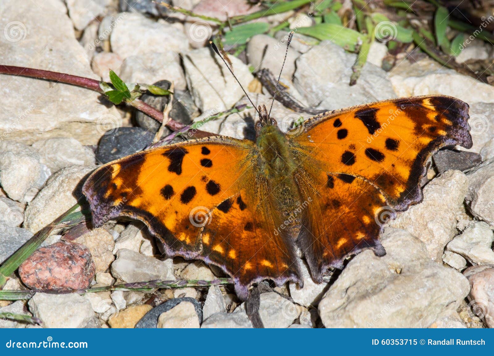 Eastern Comma Butterfly stock image. Image of lepidoptera - 60353715