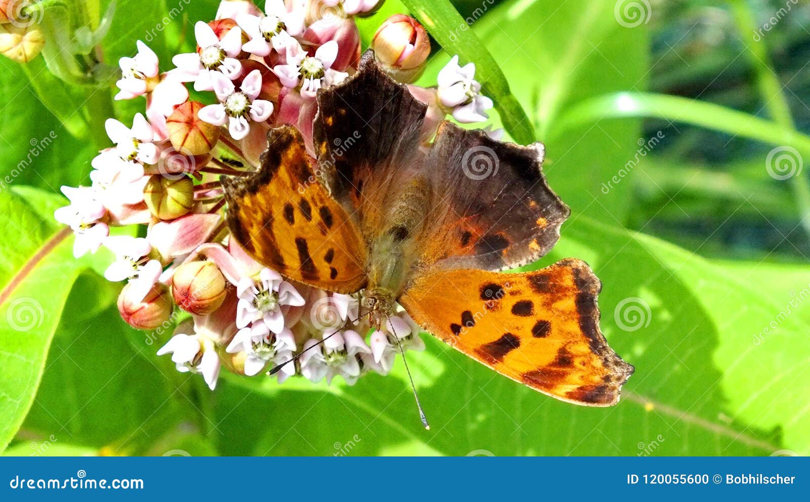 Eastern Comma Butterfly stock photo. Image of insect - 120055600