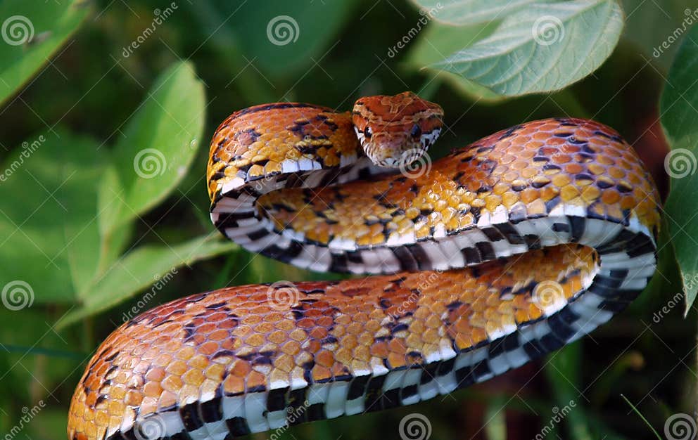 Eastern Corn Snake stock image. Image of bite, reptile - 14208139