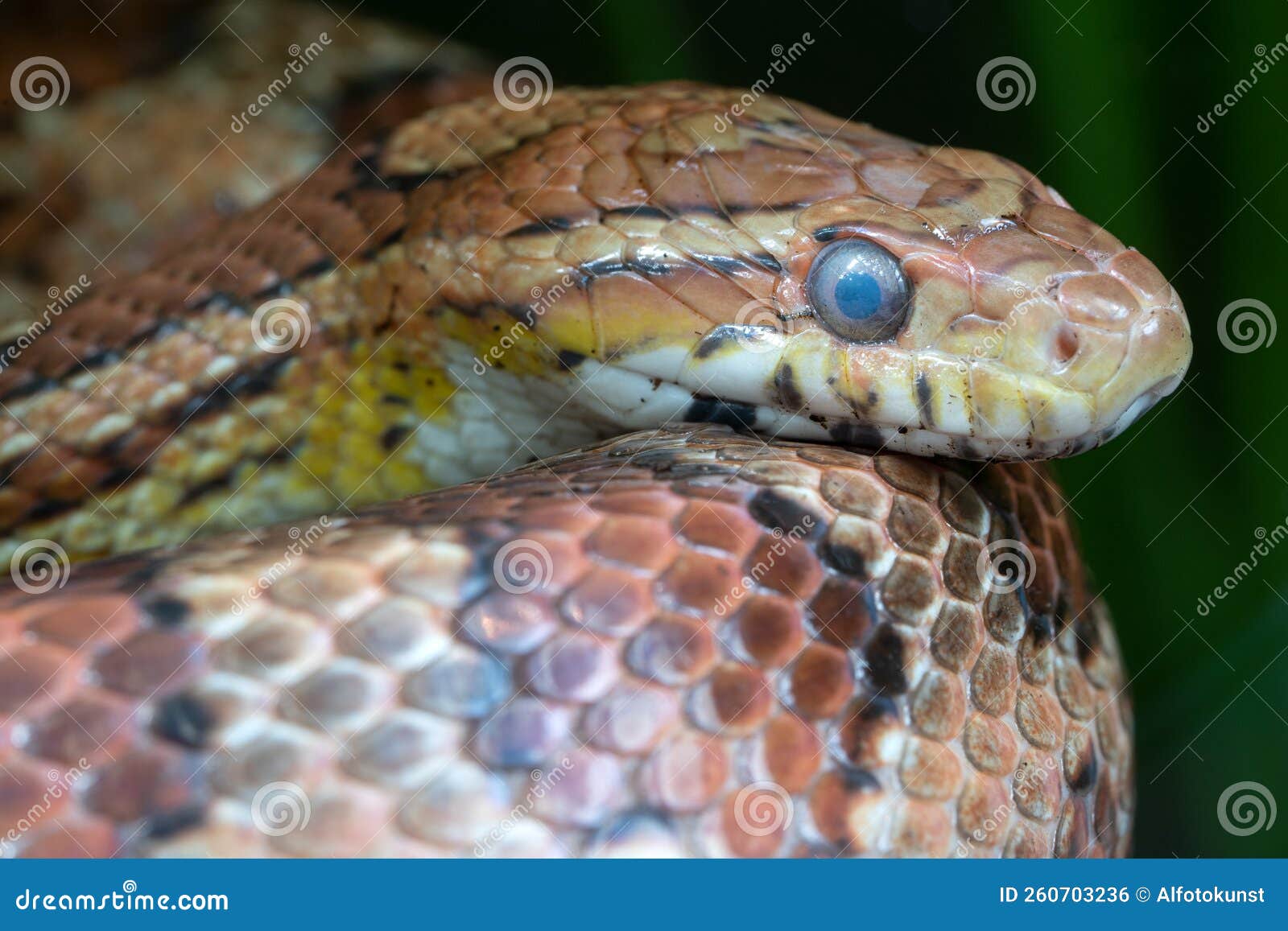 Eastern Corn Snake Stock Image | CartoonDealer.com #14107999