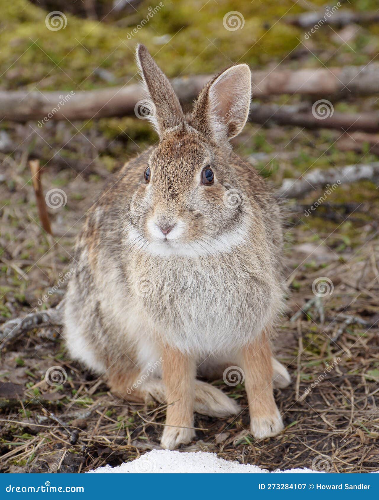 Eastern cotton tail rabbit stock image. Image of spring - 273284107