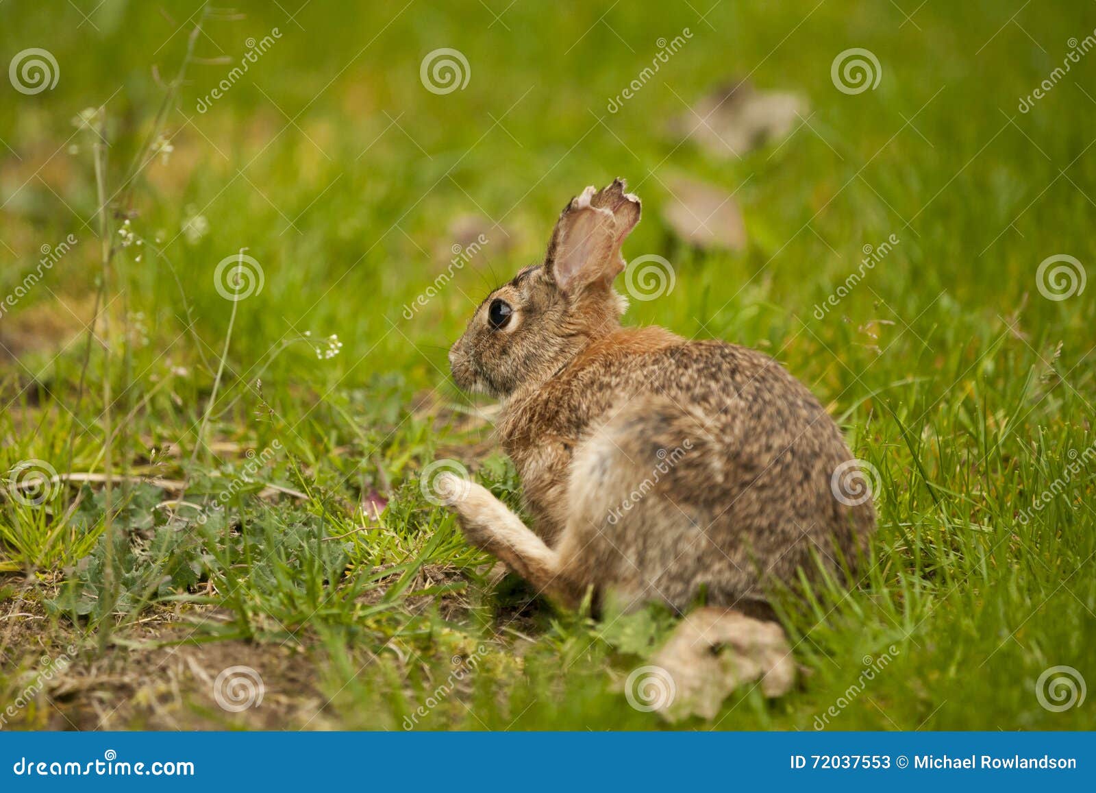 A Eastern Cotton Tail Rabbit Eating Grass Scrtching Stock Image - Image ...
