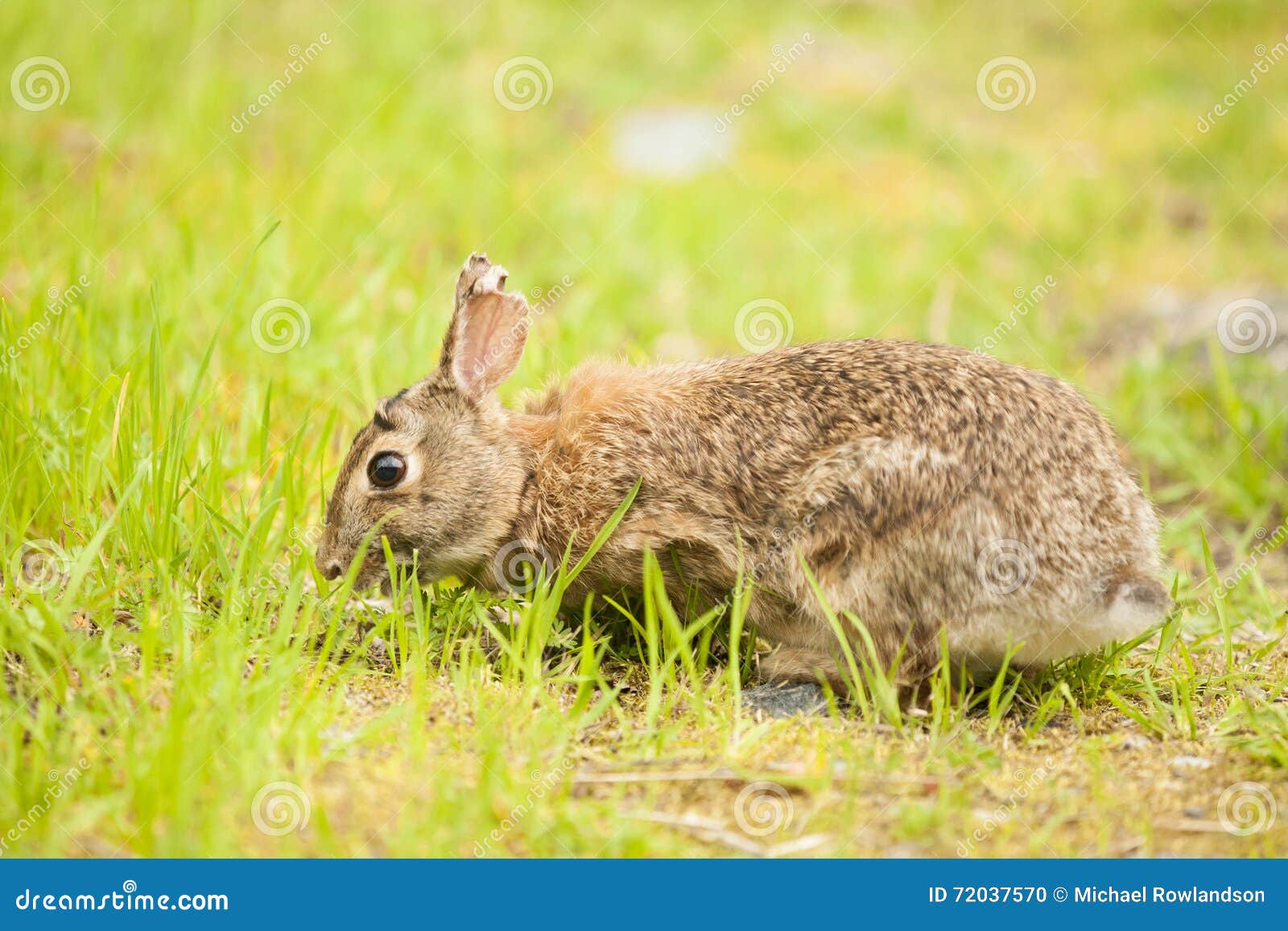 A Eastern Cotton Tail Rabbit Eating Grass Stock Photo - Image of forest ...