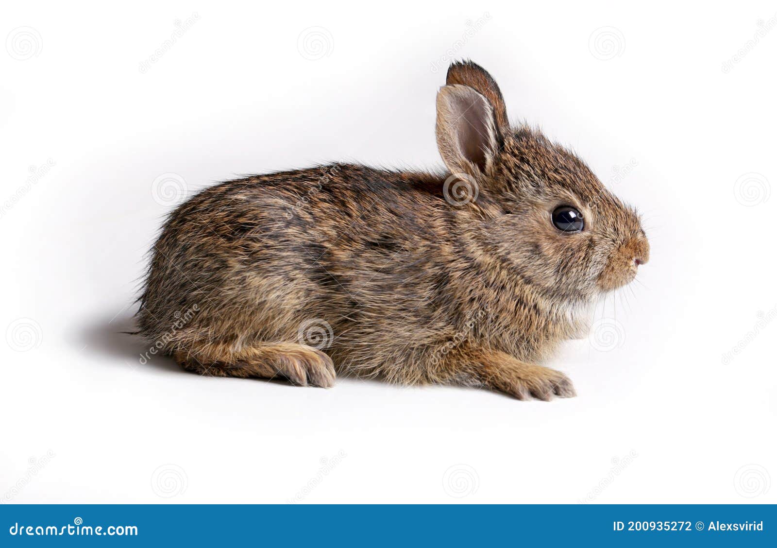 Eastern Cottontail Baby Rabbit. Stock Photo - Image of domestic ...