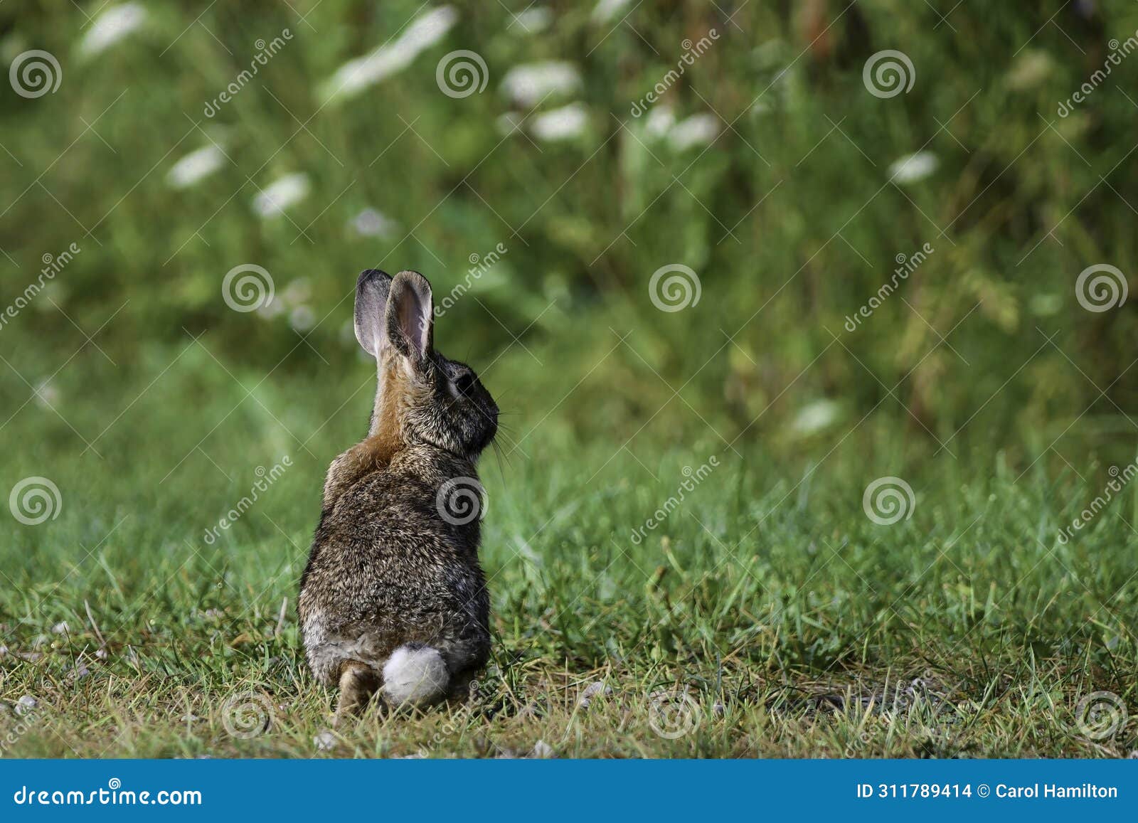 Eastern Cottontail Bunny Rabbit Looking Around Stock Photo - Image of ...