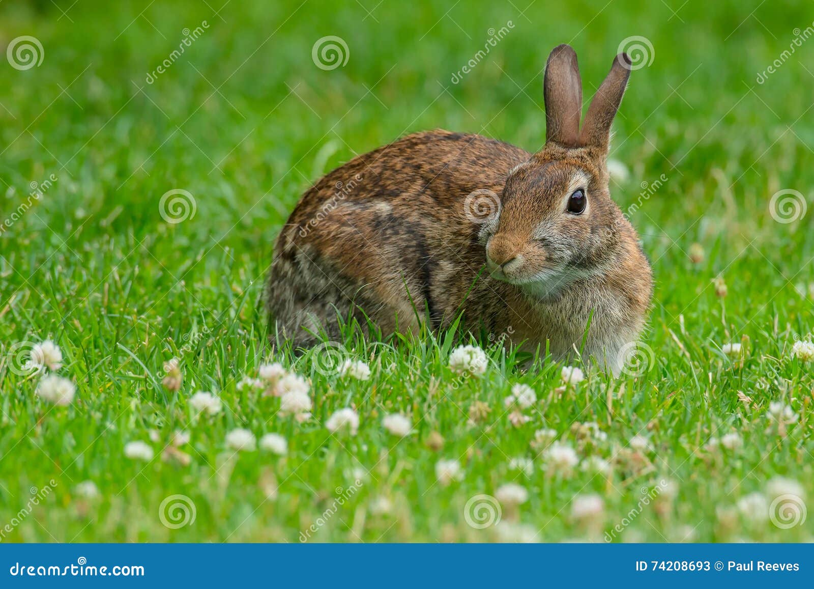 Eastern Cottontail - Sylvilagus Floridanus Stock Image - Image of ...