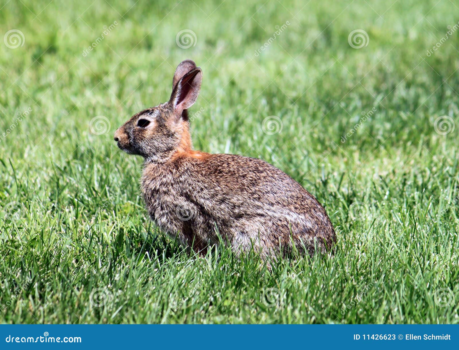 Eastern Cottontail Rabbit stock image. Image of floridanus - 11426623