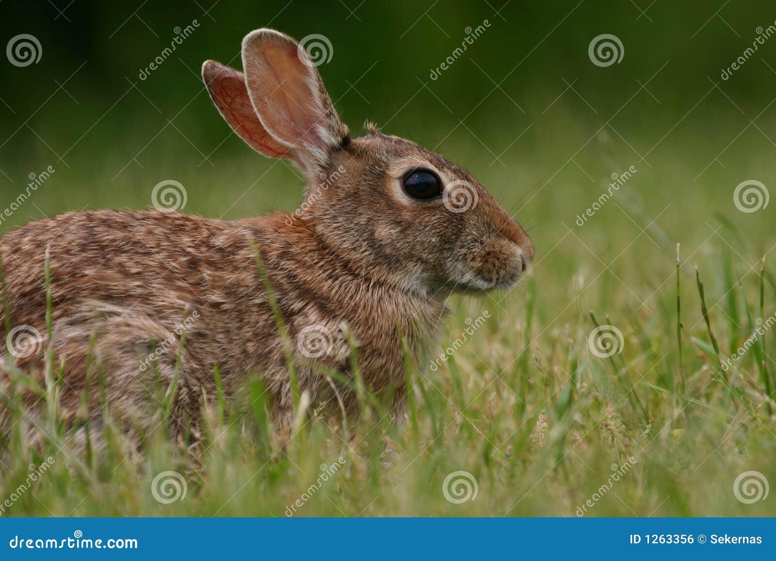 Eastern cottontail rabbit stock photo. Image of lawn, green - 1263356