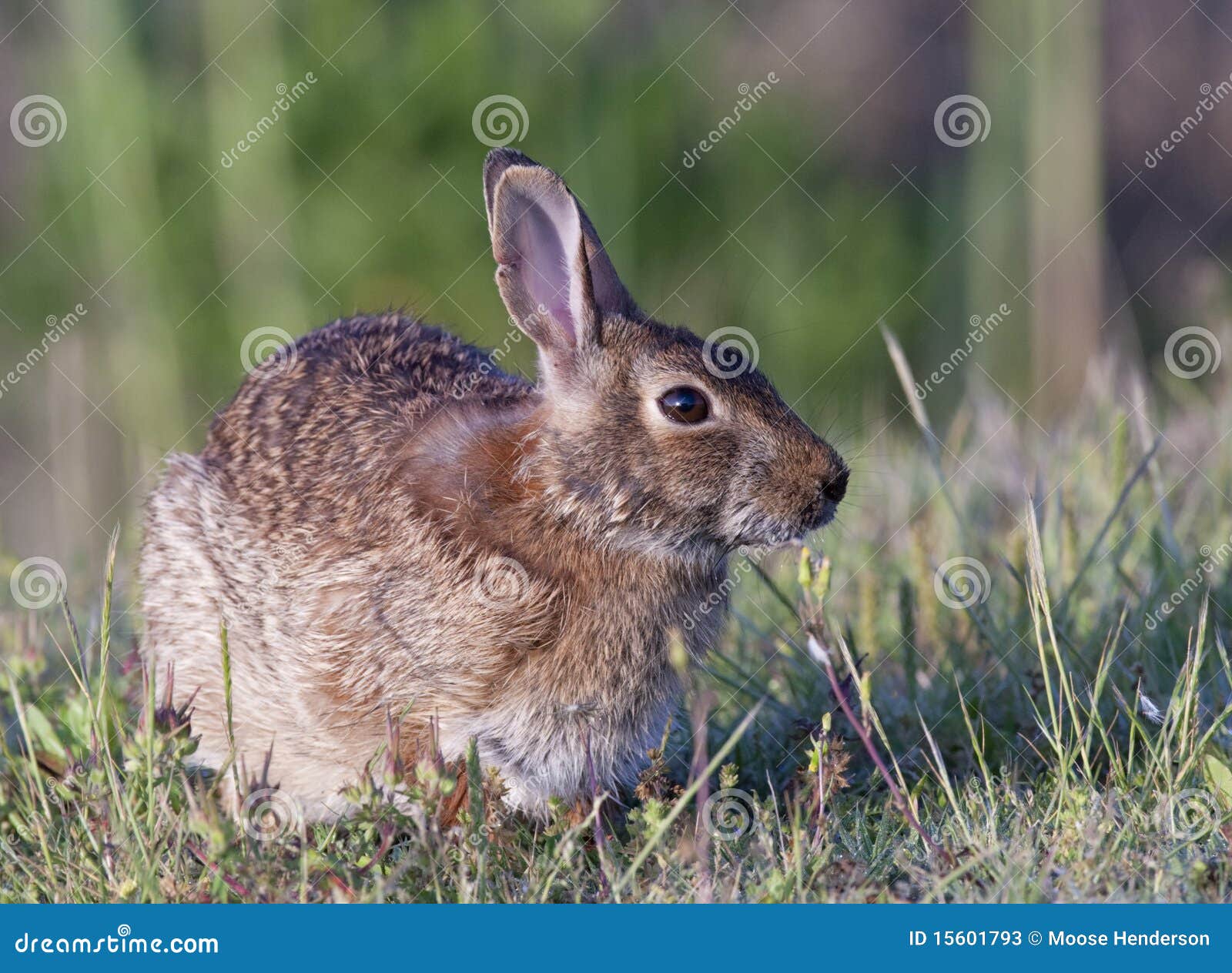 Eastern Cottontail Rabbit stock image. Image of beasts - 15601793