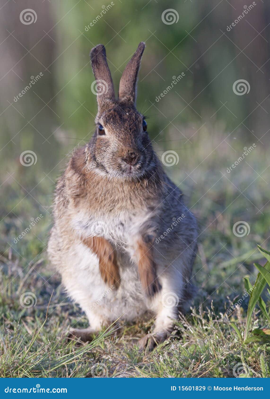 Eastern Cottontail Rabbit stock image. Image of cottontail - 15601829