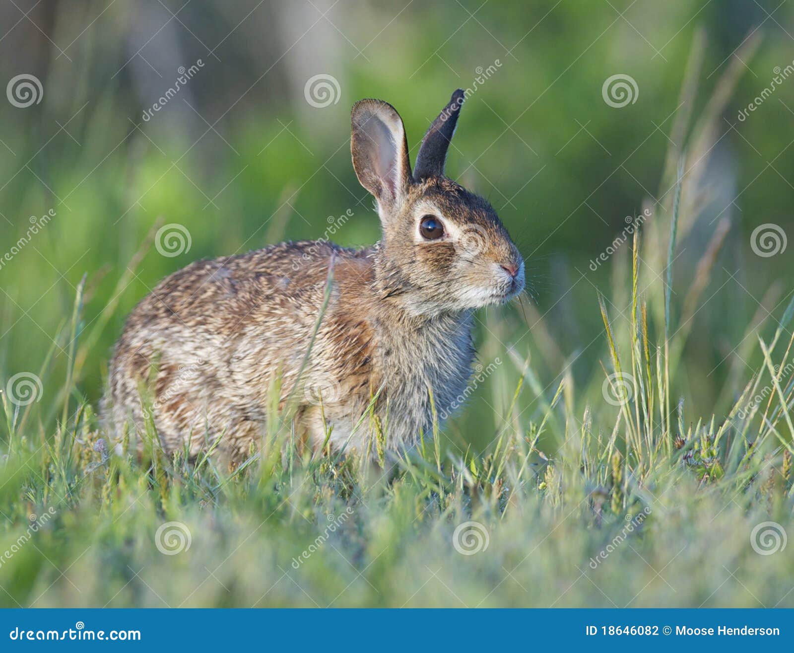 Eastern Cottontail Rabbit stock photo. Image of undomesticated - 18646082