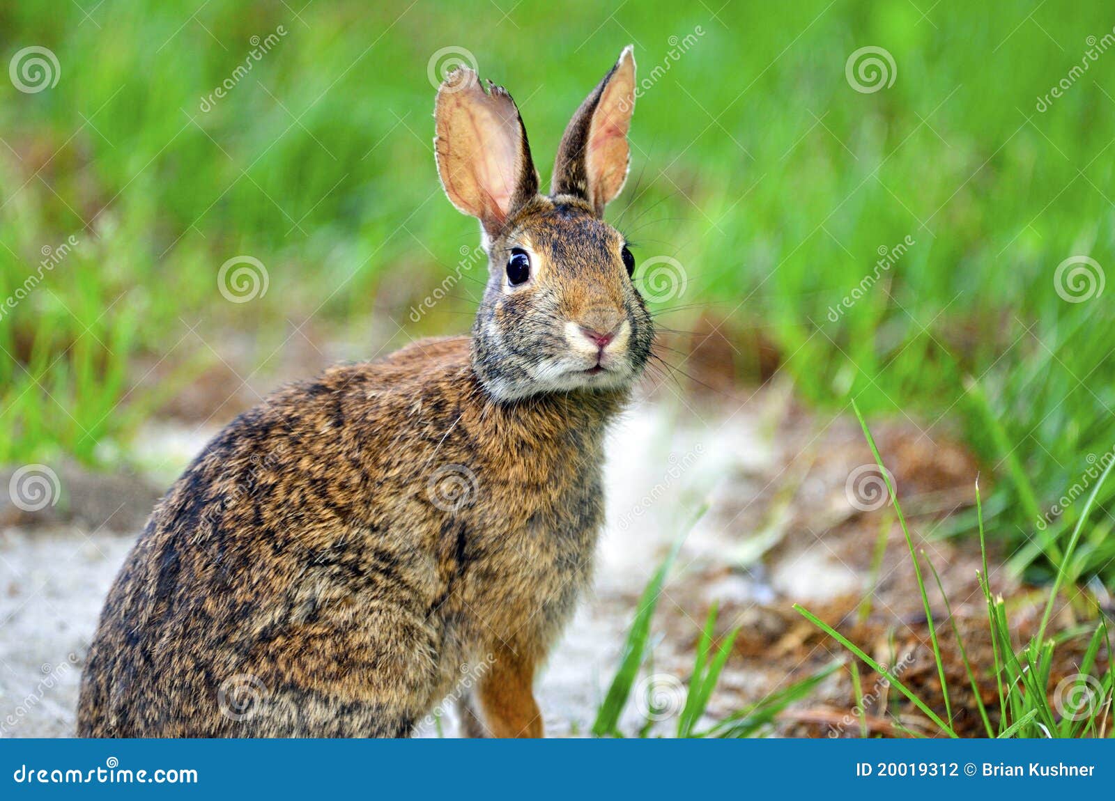 Eastern Cottontail Rabbit stock photo. Image of hares - 20019312