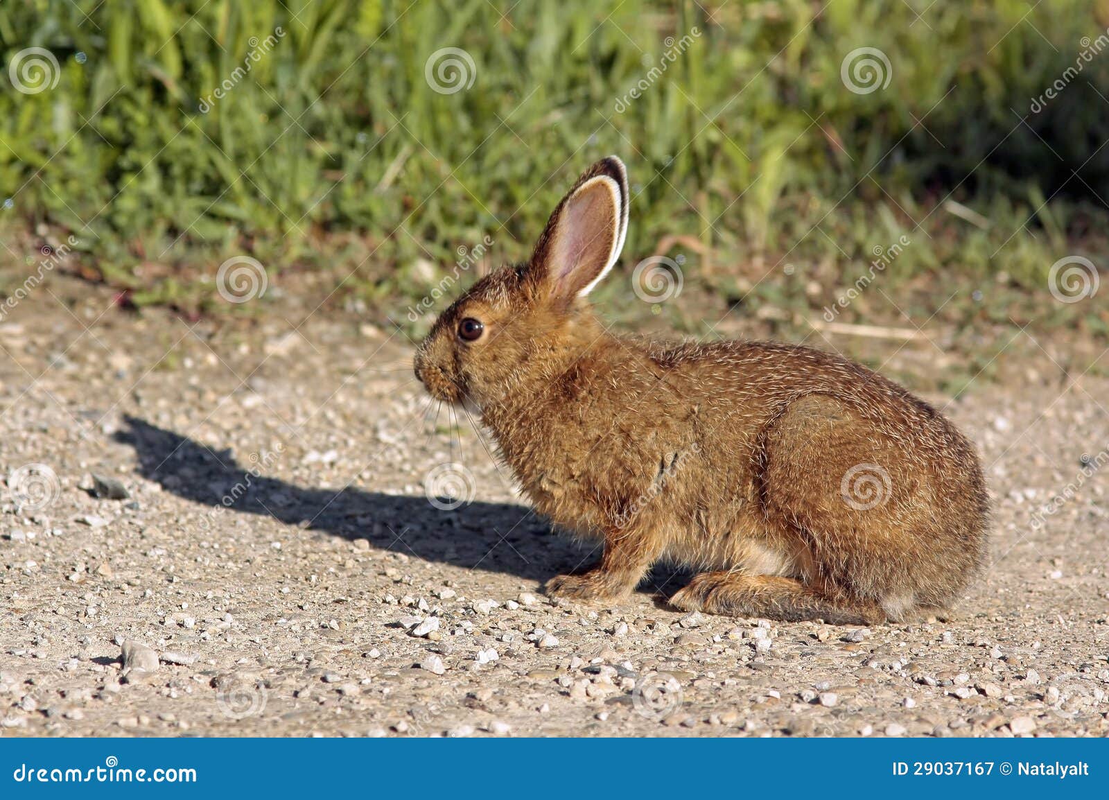 Eastern cottontail rabbit stock image. Image of eastern - 29037167