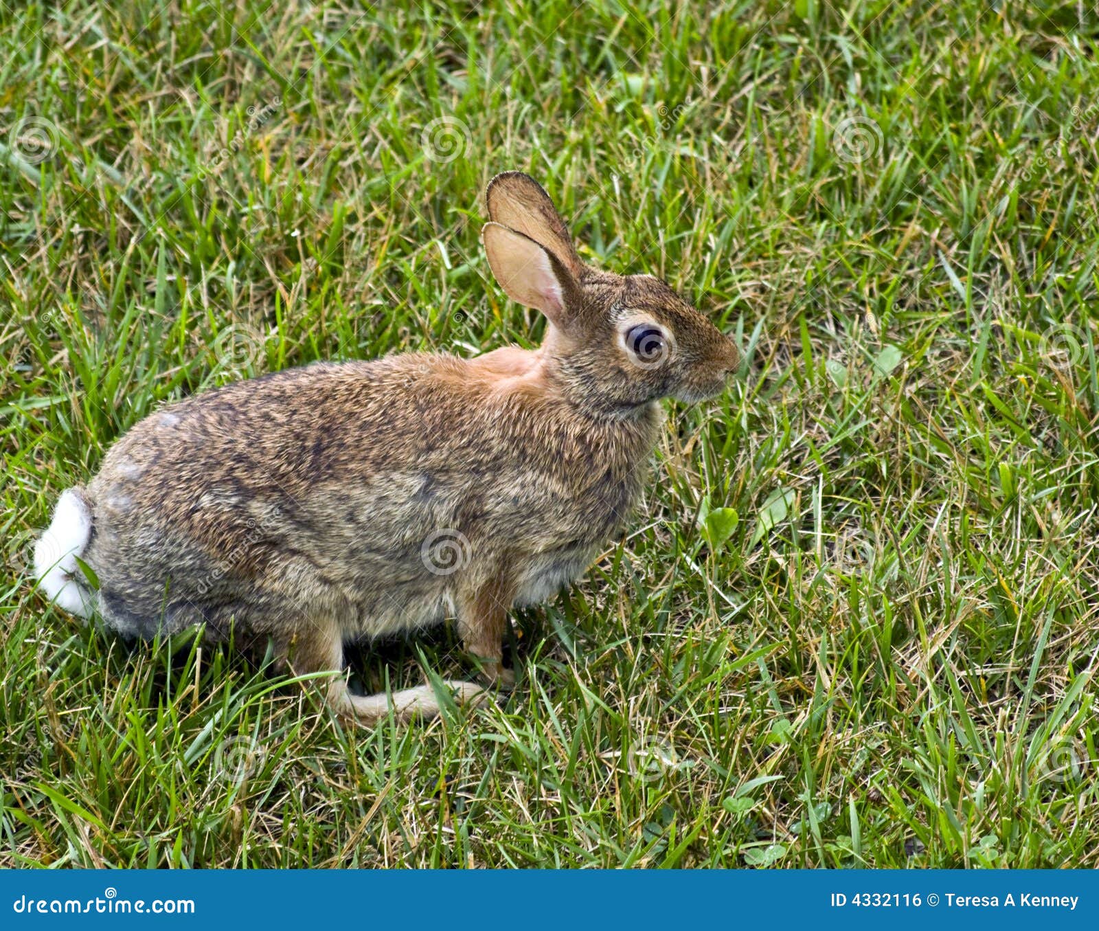 Eastern Cottontail Rabbit stock photo. Image of cute, bunnies - 4332116