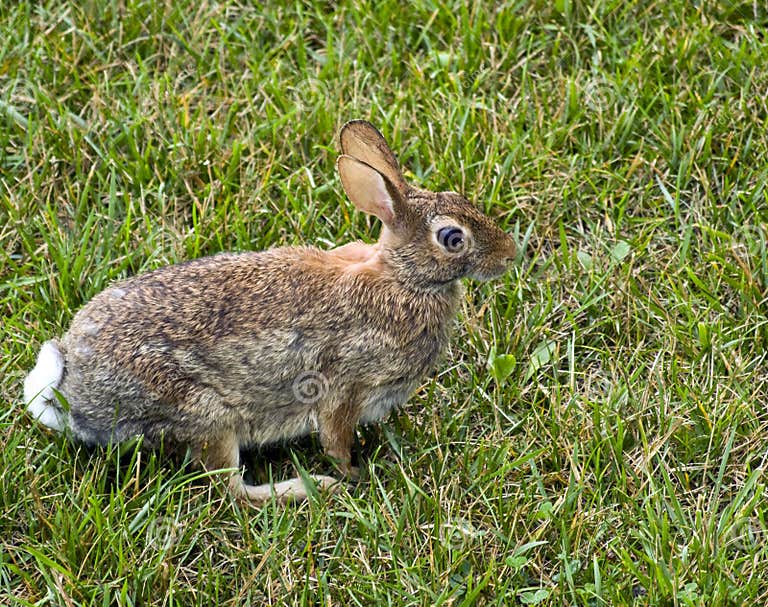 Eastern Cottontail Rabbit stock photo. Image of cute, bunnies - 4332116