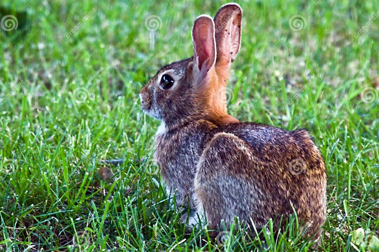 Eastern Cottontail Rabbit stock image. Image of american - 5954245