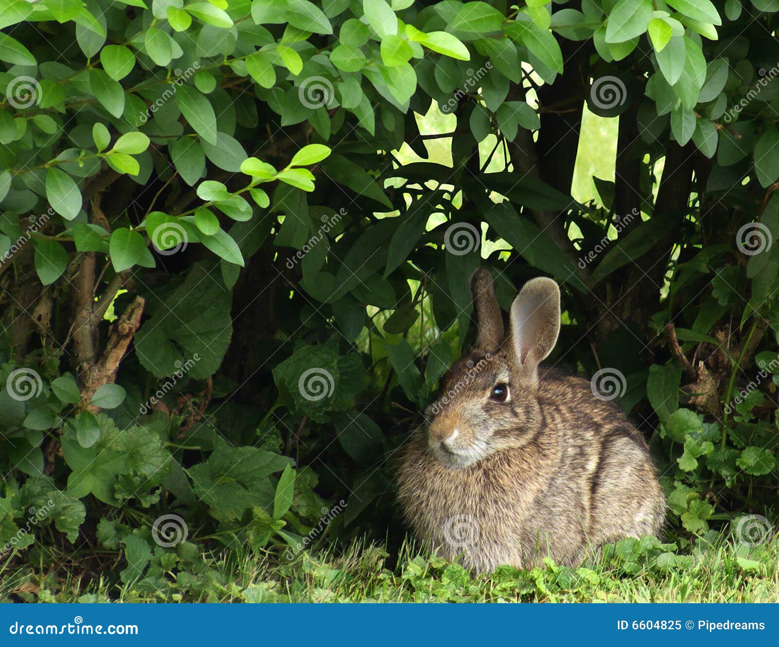 Cottontail Rabbit In Jeddah, Saudi Arabia Royalty-Free Stock Image ...