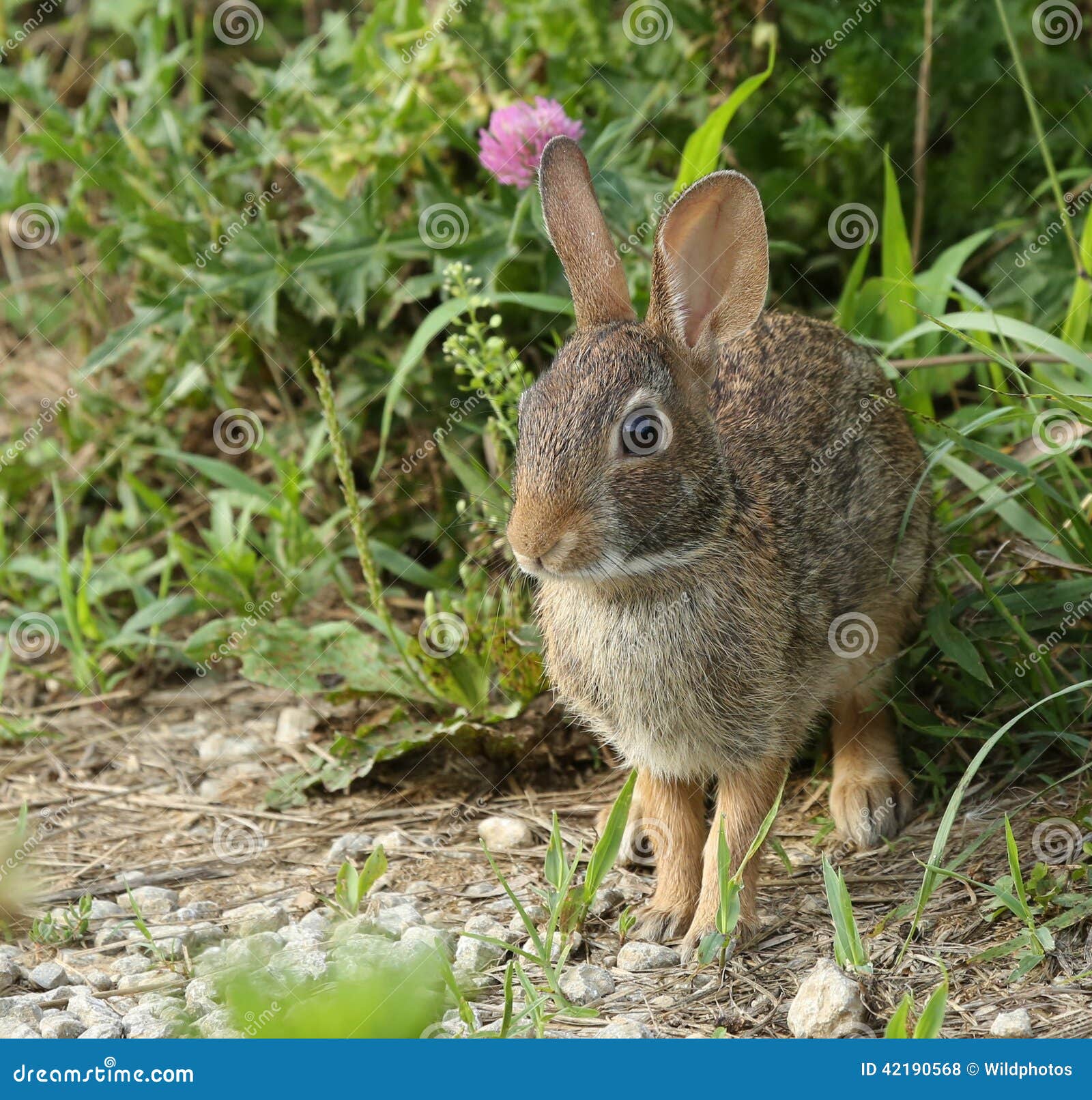 Eastern Cottontail Rabbit stock photo. Image of green - 42190568