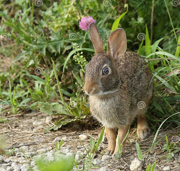 Eastern Cottontail Rabbit stock photo. Image of green - 42190568