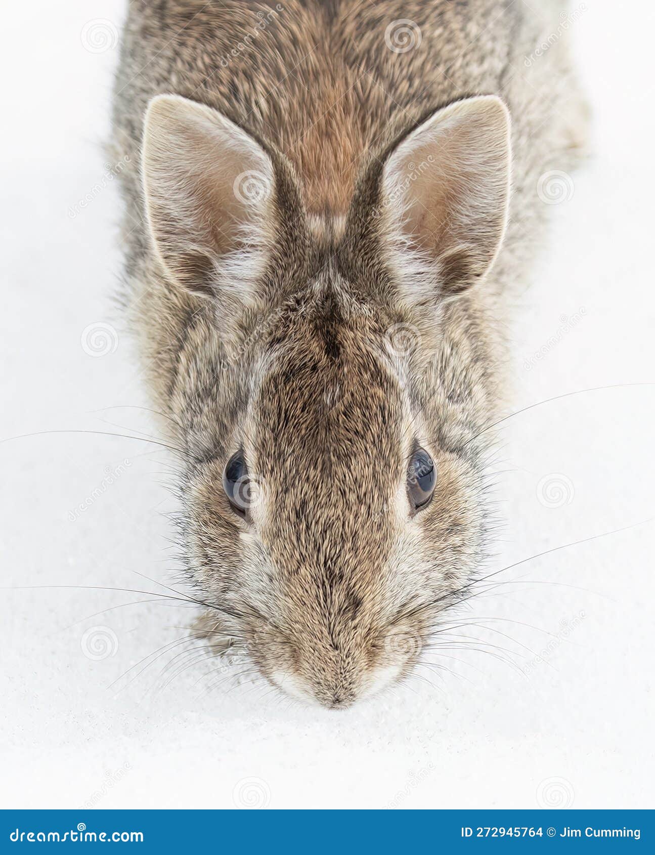 An Eastern Cottontail Rabbit Closeup Sitting in a Winter Forest in ...