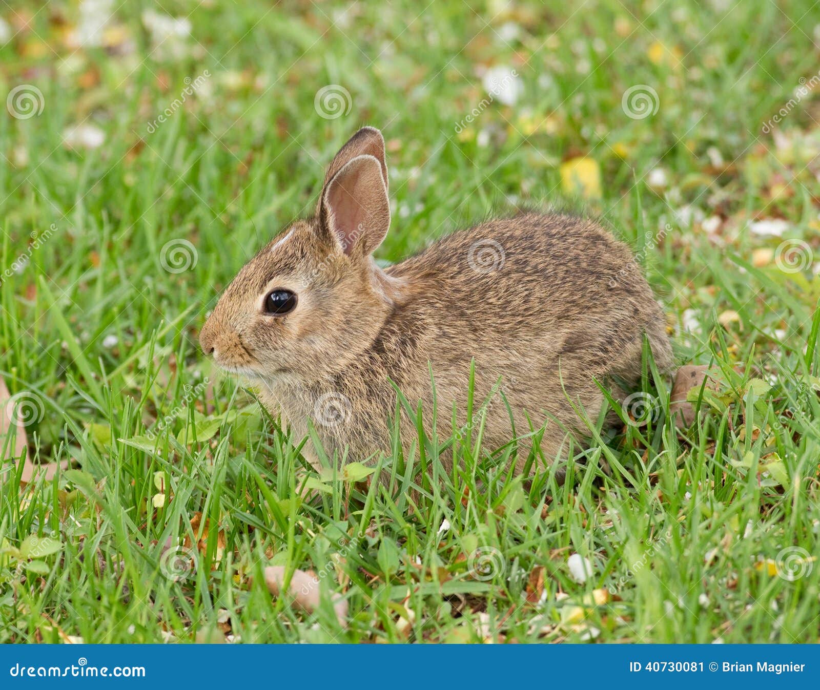 Eastern Cottontail rabbit stock image. Image of eastern - 40730081