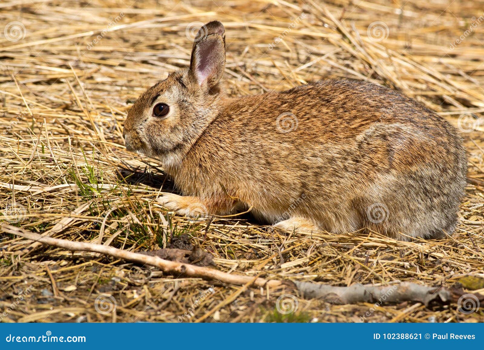 Eastern Cottontail - Sylvilagus Floridanus Stock Image - Image of ...