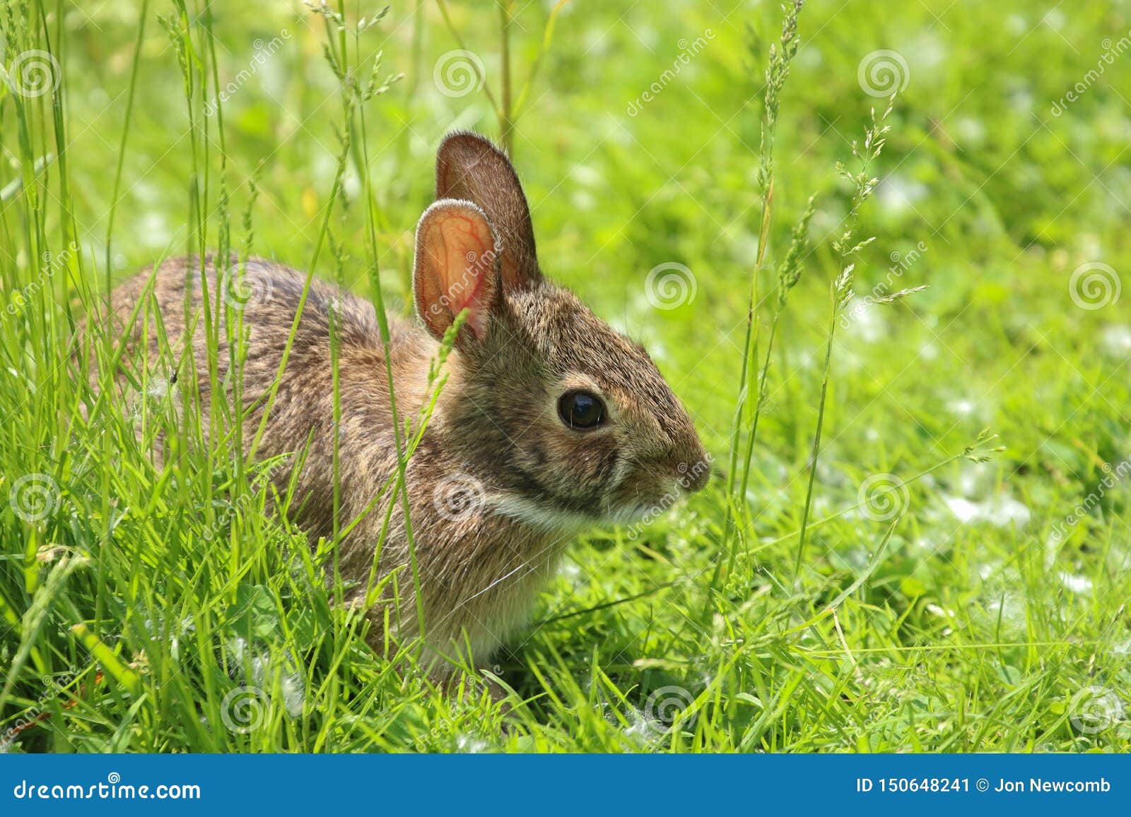 Eastern Cottontail rabbit. stock image. Image of wild - 150648241
