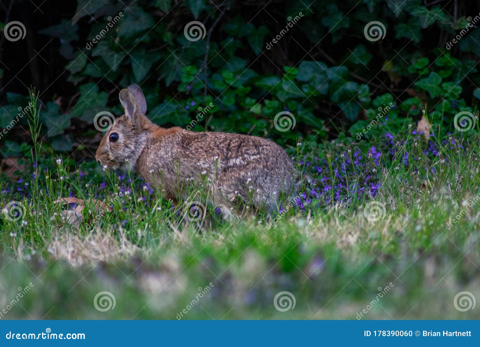 An Eastern Cottontail Rabbit on a Front Lawn Stock Photo - Image of ...