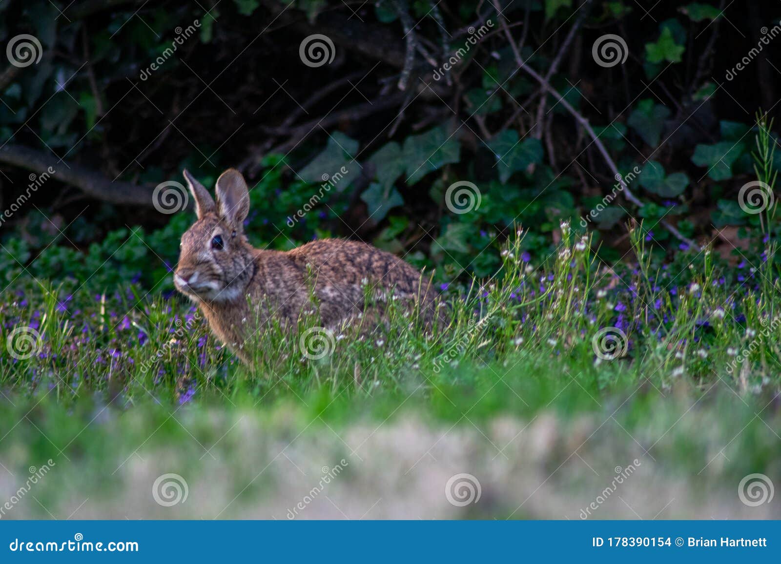 An Eastern Cottontail Rabbit on a Front Lawn Stock Photo - Image of ...