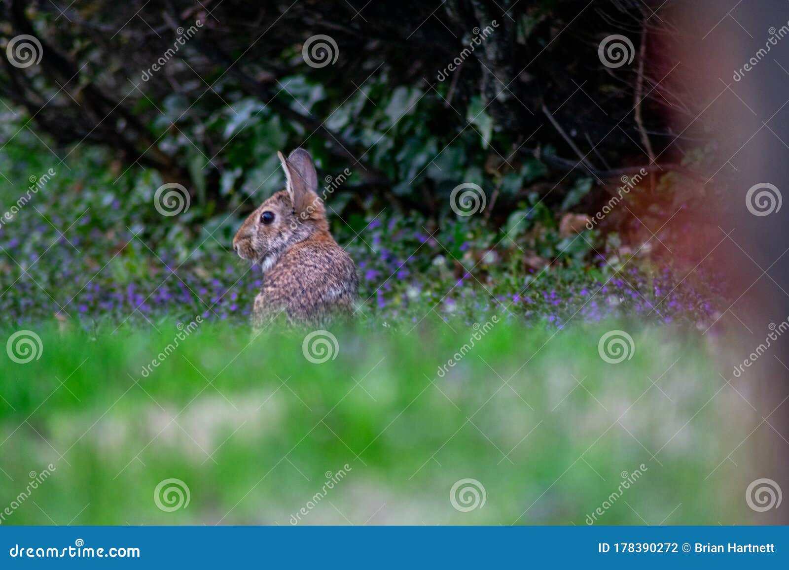 An Eastern Cottontail Rabbit on a Front Lawn Stock Photo - Image of ...