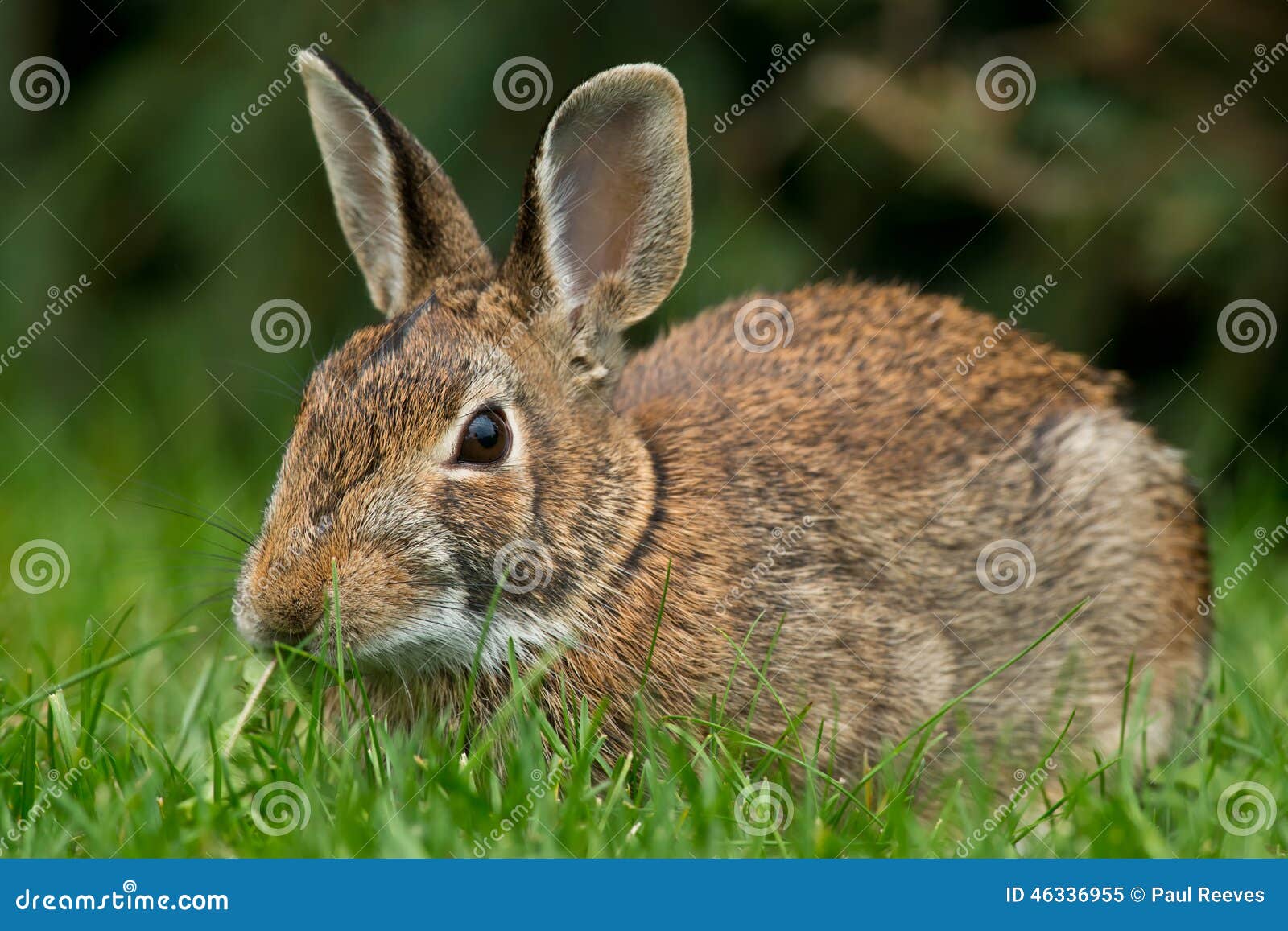 Grass Rosetta Stock Photos - Free & Royalty-Free Stock Photos from ...