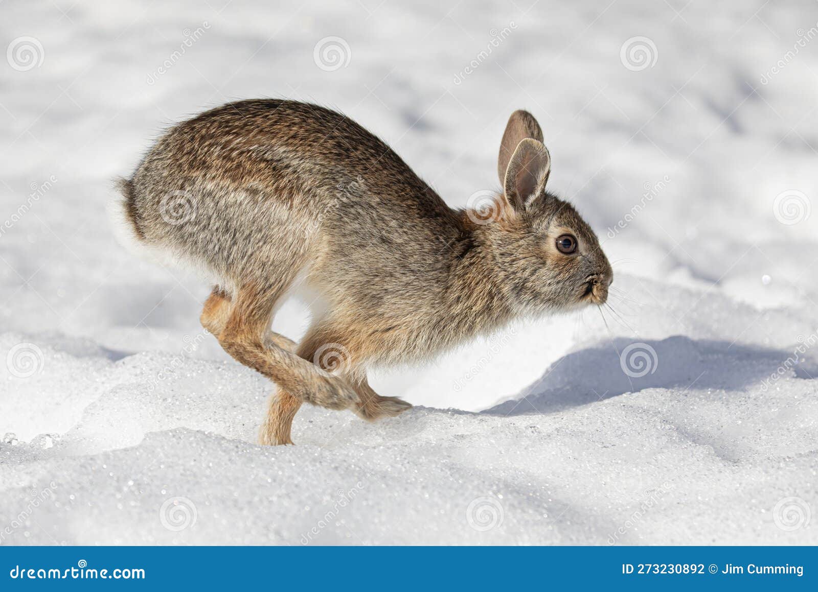 An Eastern Cottontail Rabbit Hopping Along in the Snow. Stock Photo ...