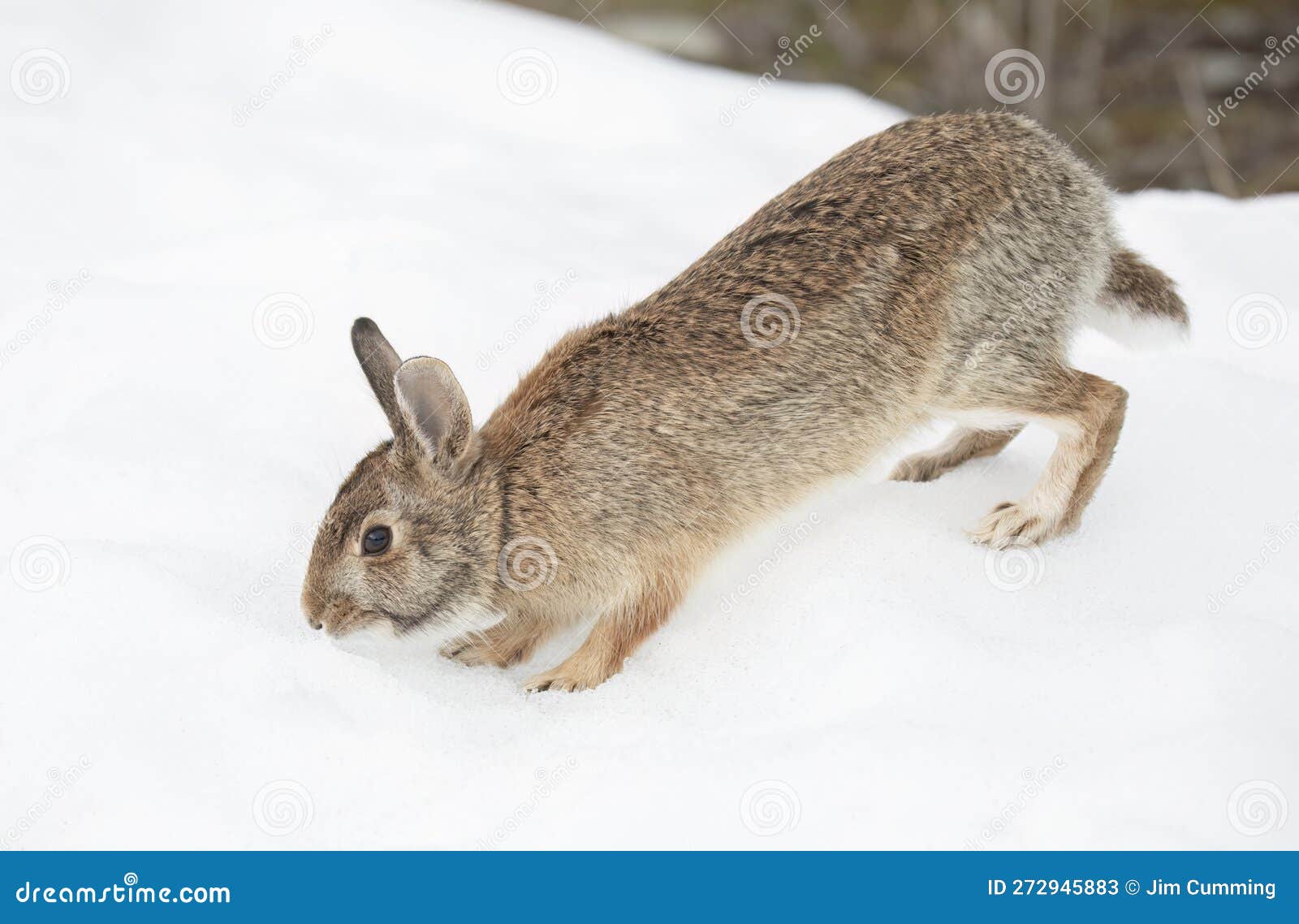 Eastern Cottontail Rabbit Hopping Along in the Snow in Canada Stock ...