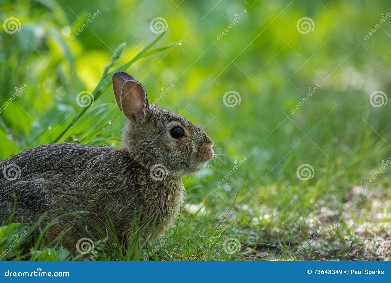 Eastern Cottontail stock image. Image of cottontail, trail - 73648349