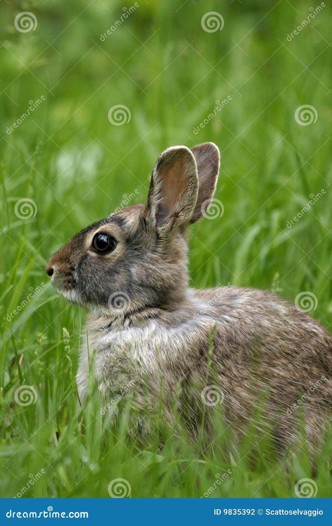 The Eastern Cottontail (Sylvilagus Floridanus) Stock Photo - Image of ...