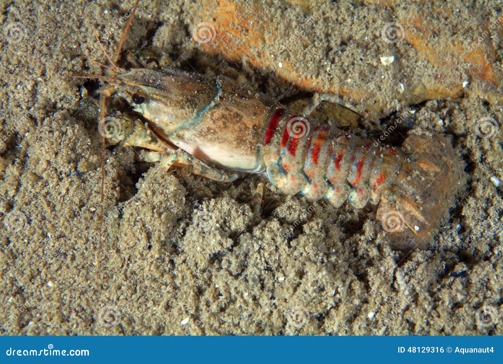 Eastern crayfish stock photo. Image of bottom, crab, fresh - 48129316