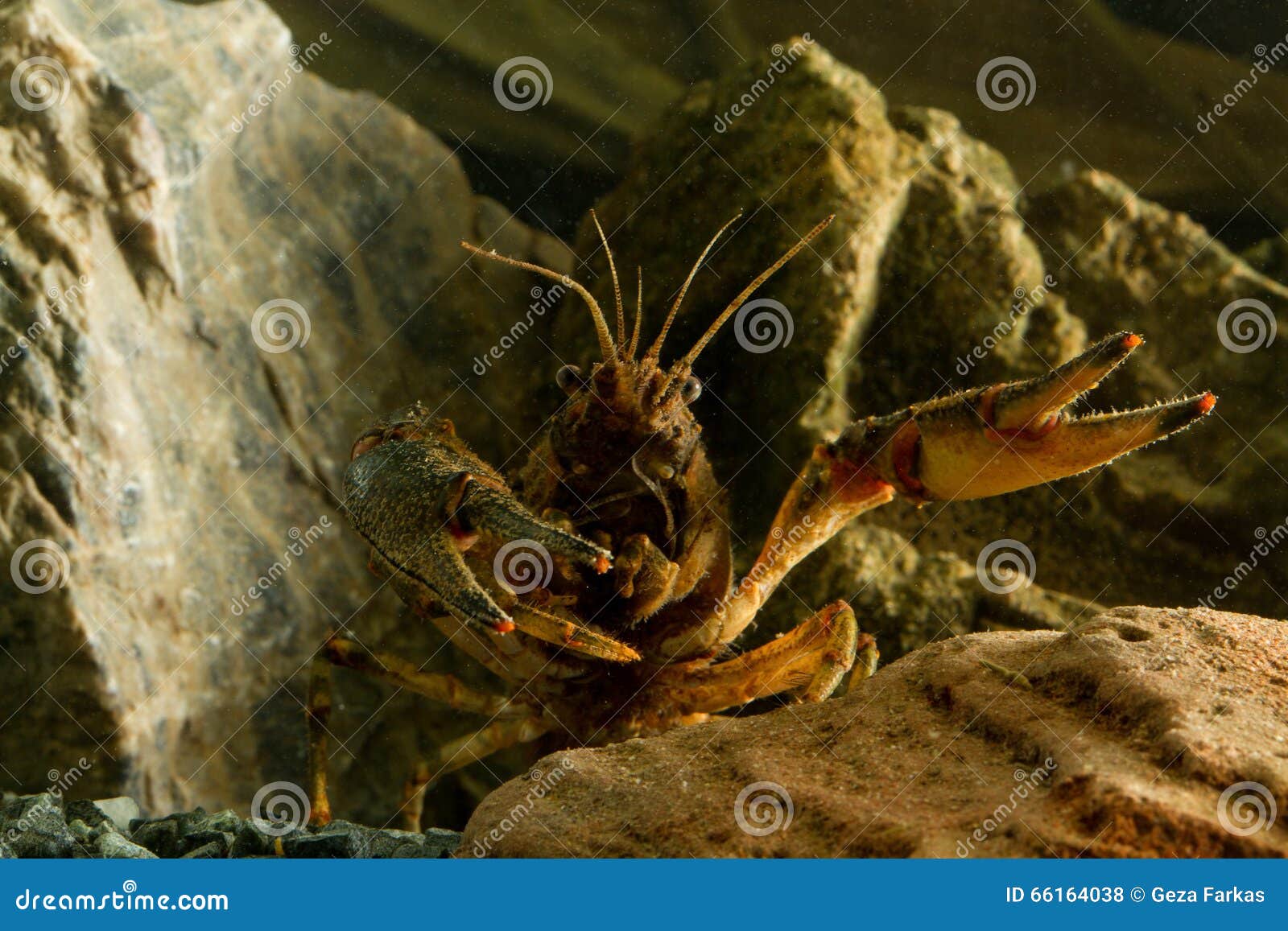 Eastern Crayfish, Orconectes Limosus Stock Photo - Image of marine ...