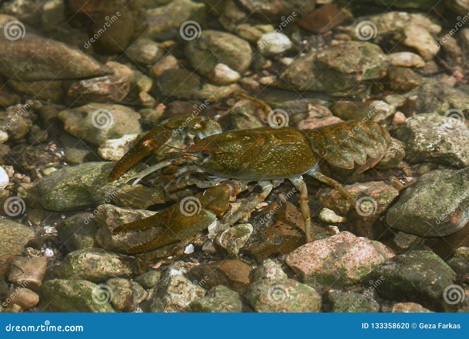 Eastern Crayfish, Orconectes Limosus in the Stream Stock Photo - Image ...