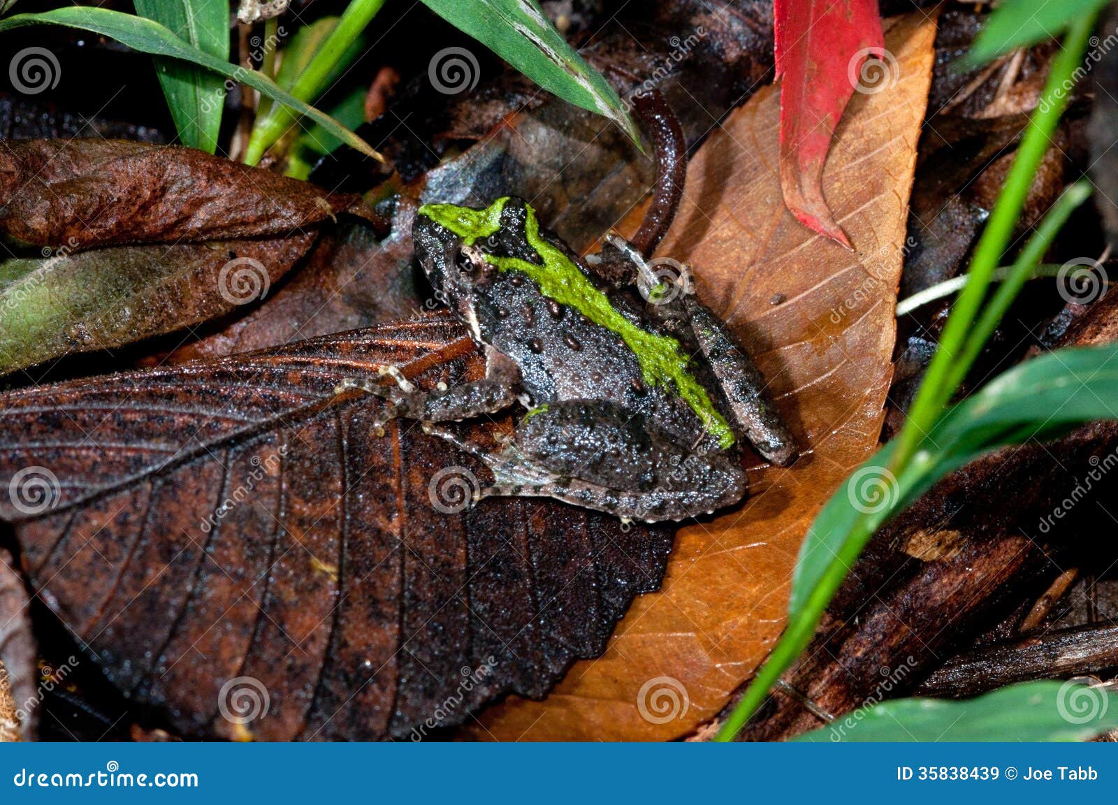 Eastern cricket frog stock image. Image of leaves, jumping - 35838439