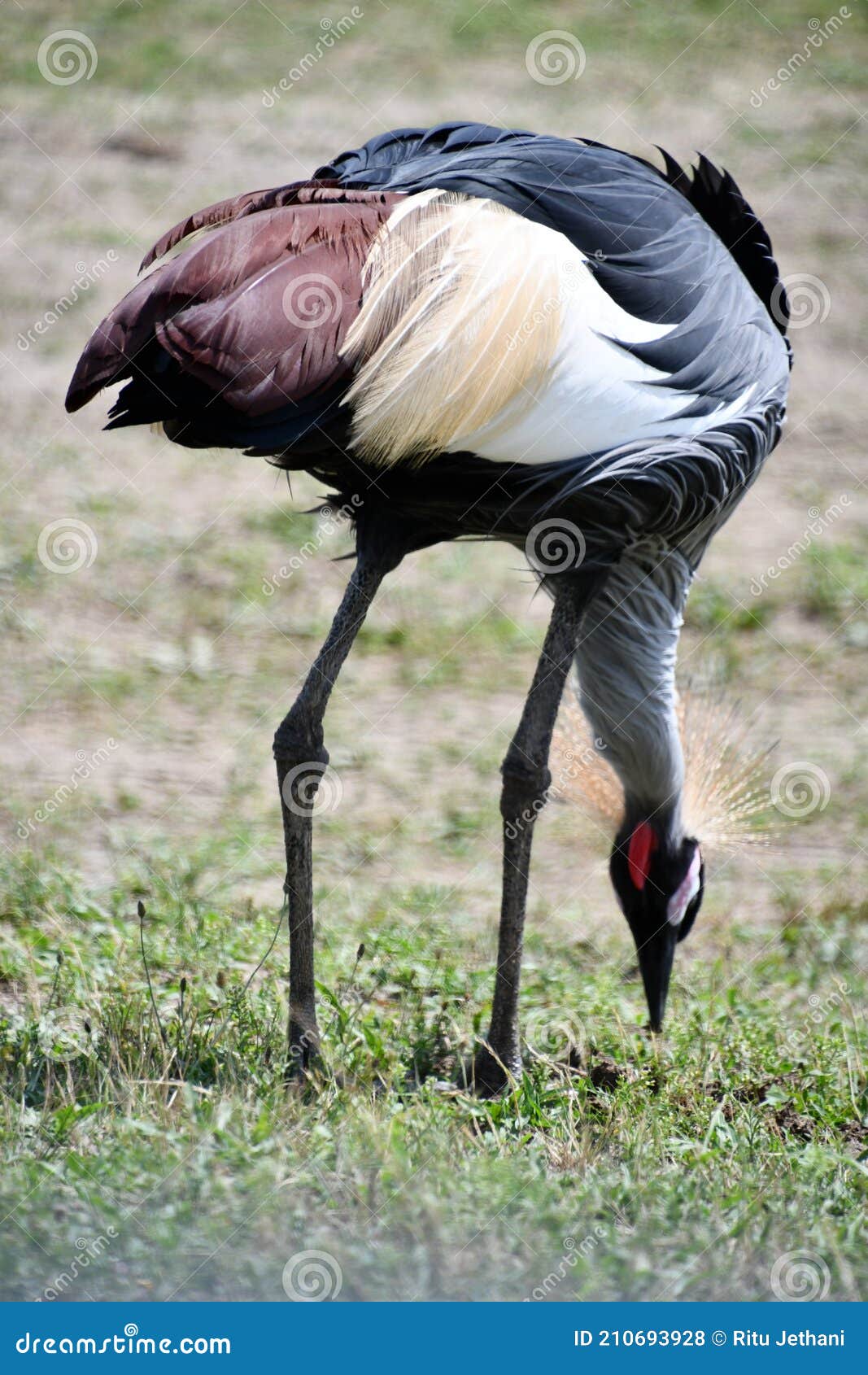 Eastern Crowned Crane stock photo. Image of color, face - 210693928