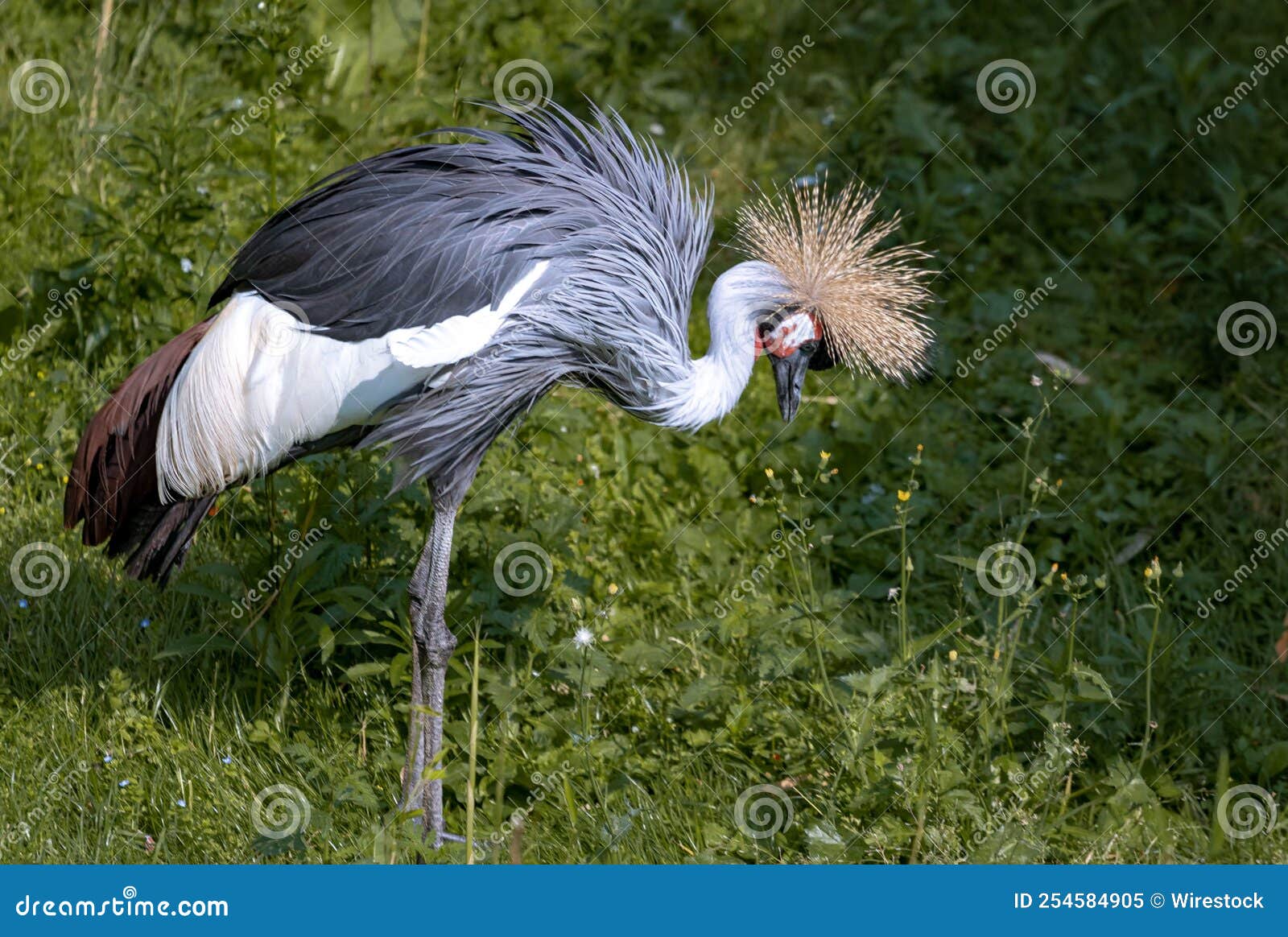 Eastern Crowned Crane Standing on Green Grass Stock Image - Image of ...